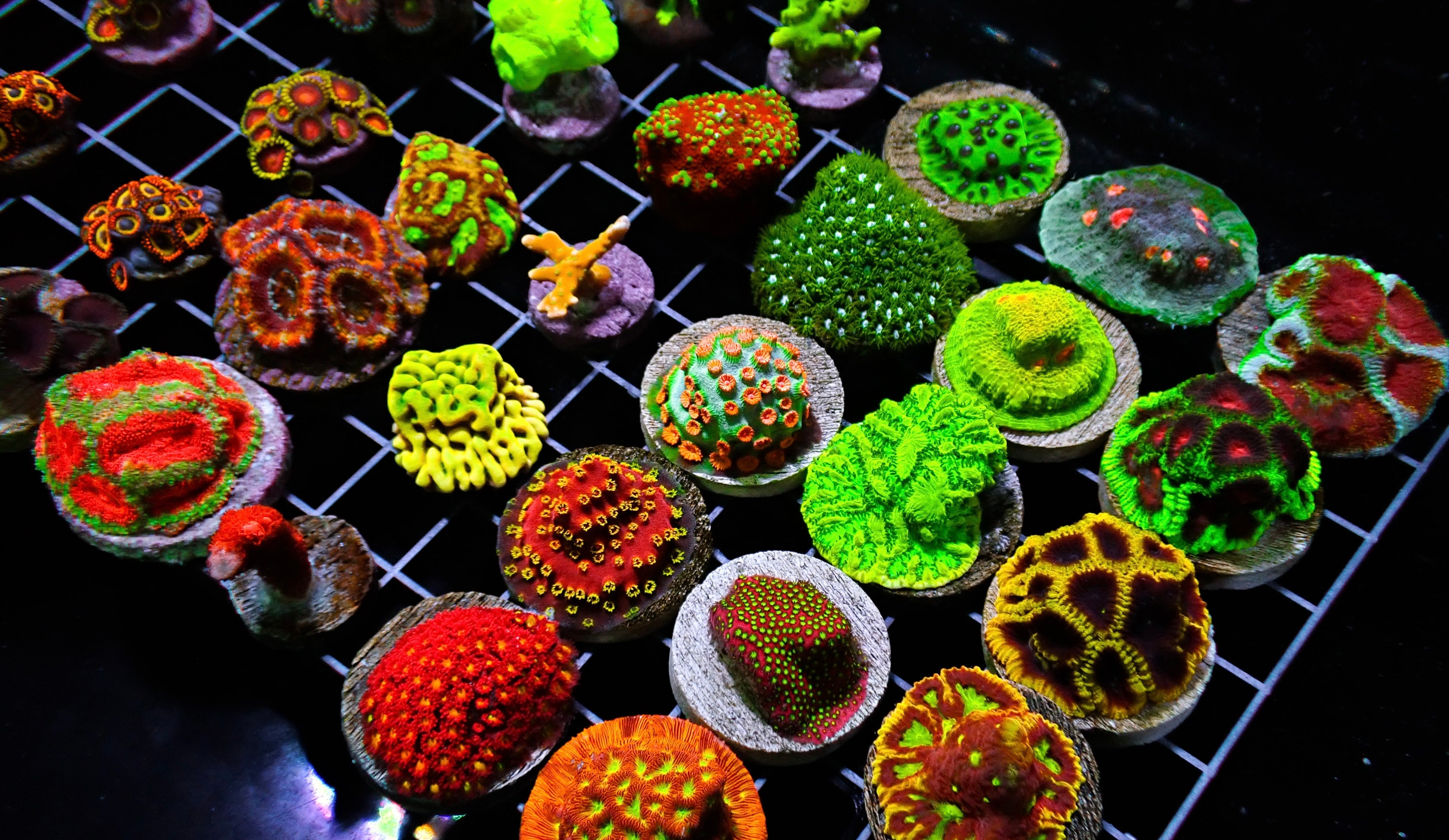 55 Piece Frags Pack – Saltwater Fish Victoria